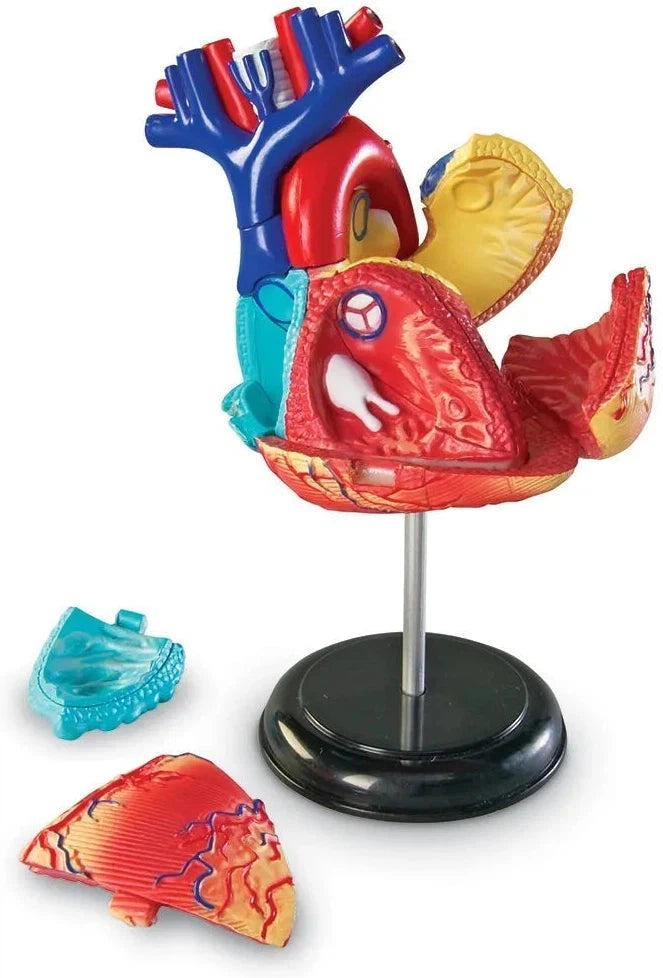Explore Heart Anatomy: Interactive Heart Model for Young Scientists